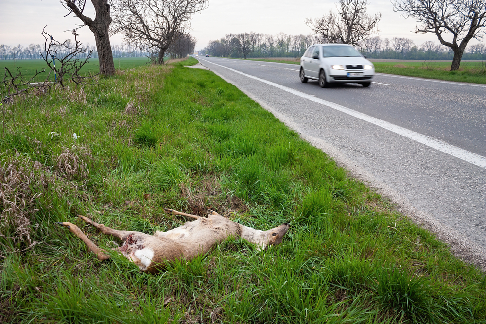 Compensation for Car Accidents Caused By Wildlife in Florida — South ...